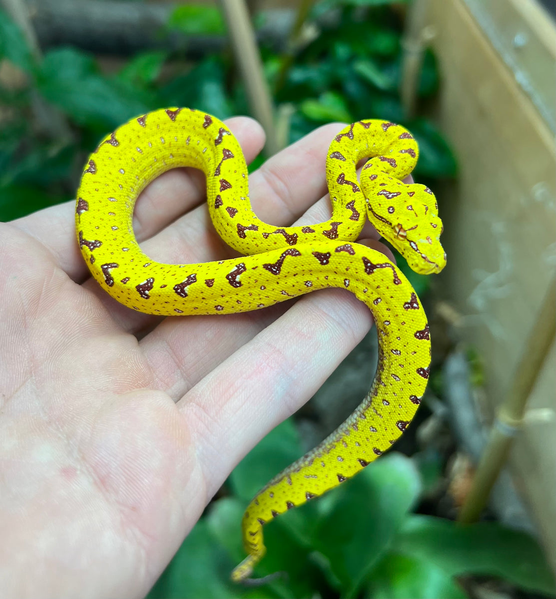 Baby Biak Green Tree Python (1) – Scales and Tails of Ohio