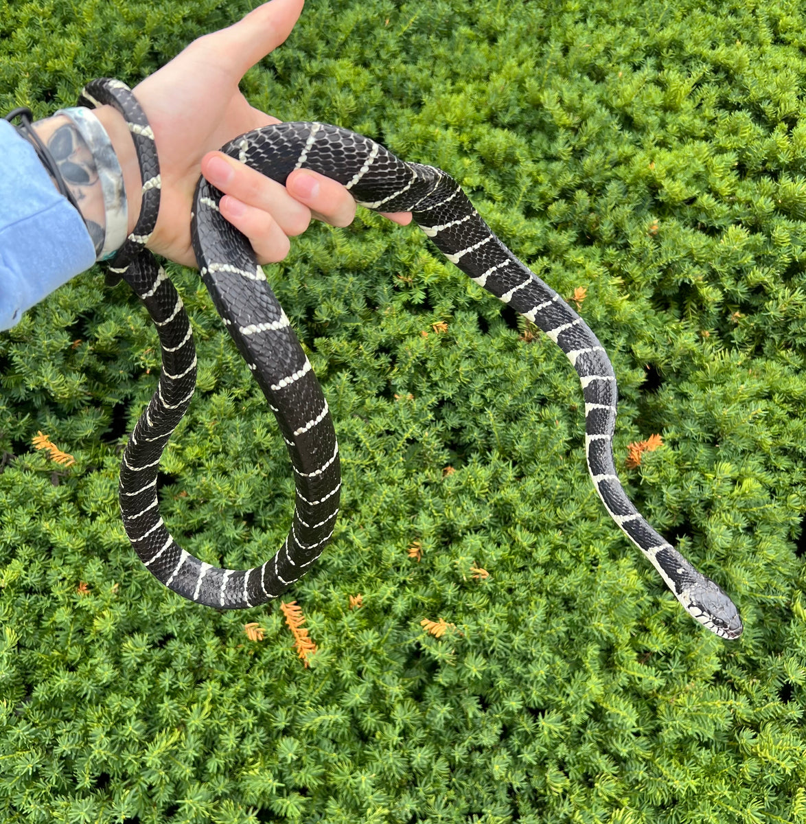 Adult Axanthic Indonesian Mangrove Snake (Male 2) – Scales and Tails of ...