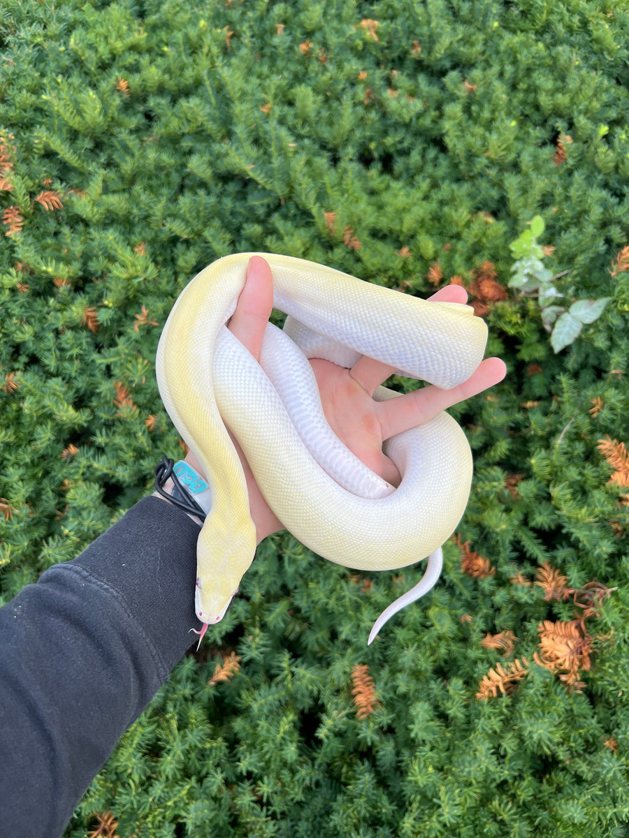 Juvenile Ivory Burmese Python (Female) – Scales and Tails of Ohio