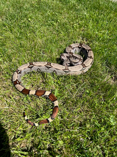 Boas – Scales and Tails of Ohio