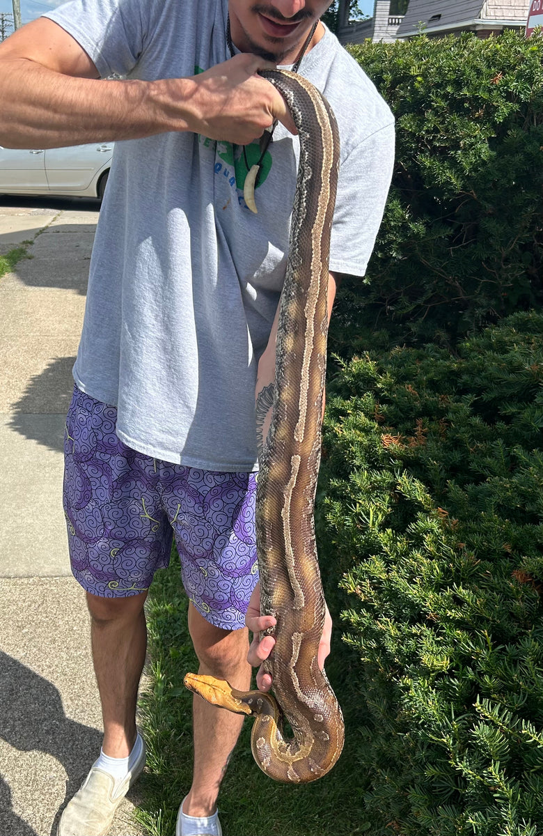 Adult Marble Borneo Blood Python (Female) – Scales and Tails of Ohio