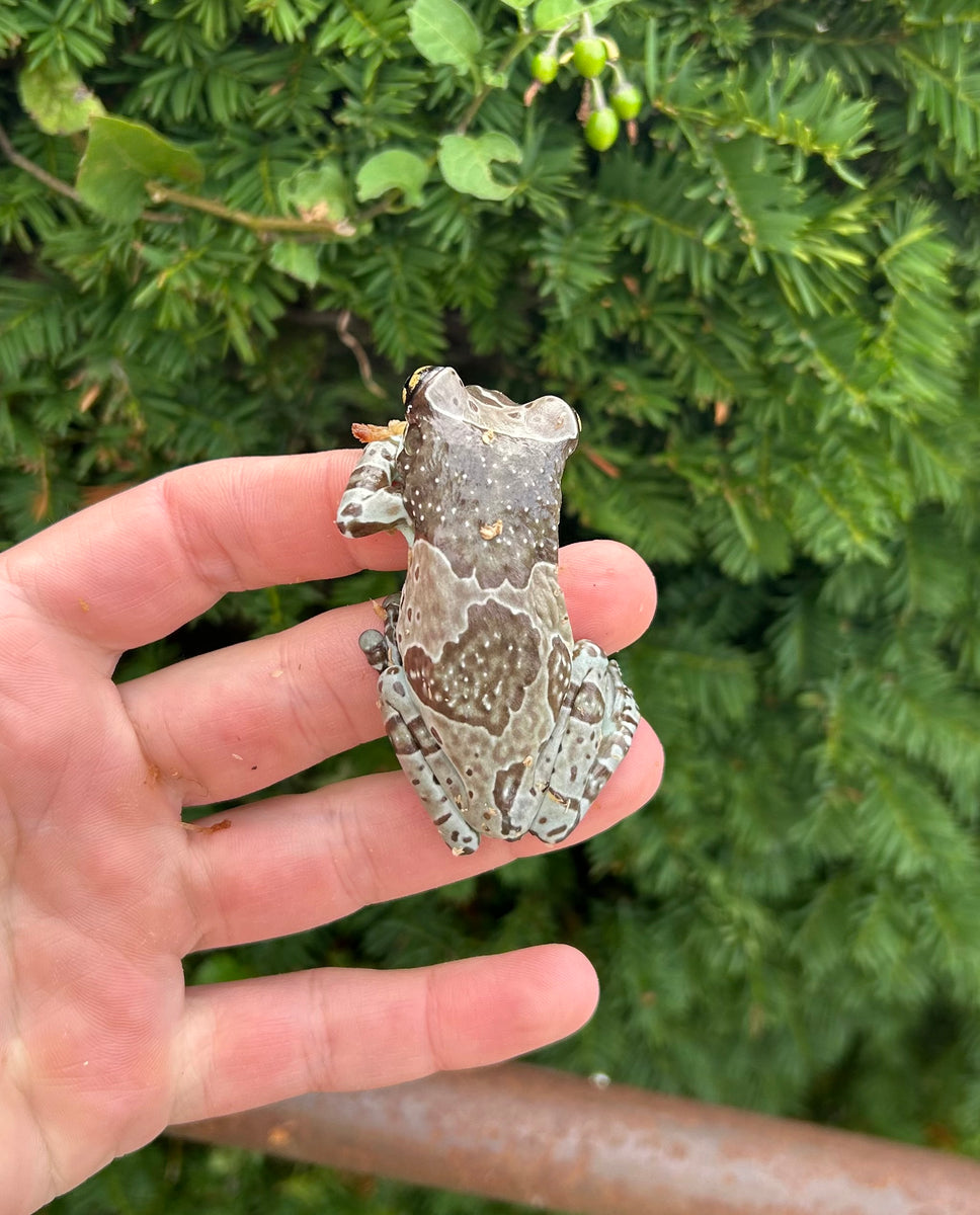 Adult Amazon Milk Frog – Scales and Tails of Ohio
