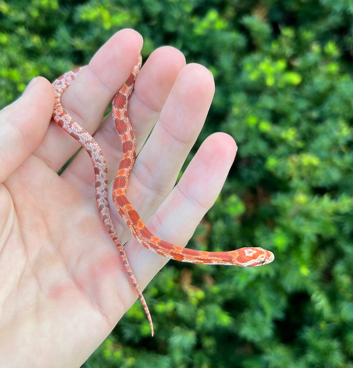 Baby Ultramel Corn Snake (Male) – Scales and Tails of Ohio