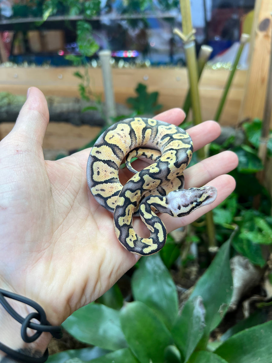 Baby Super Pastel Ball Python (Male) – Scales and Tails of Ohio