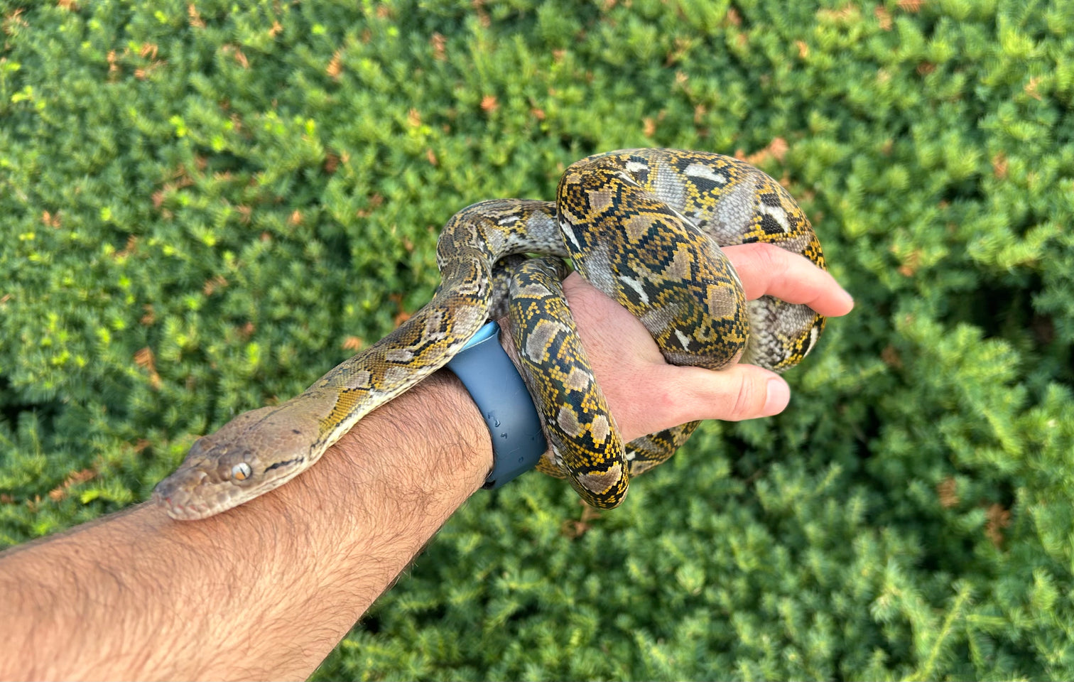 Pythons – Scales and Tails of Ohio