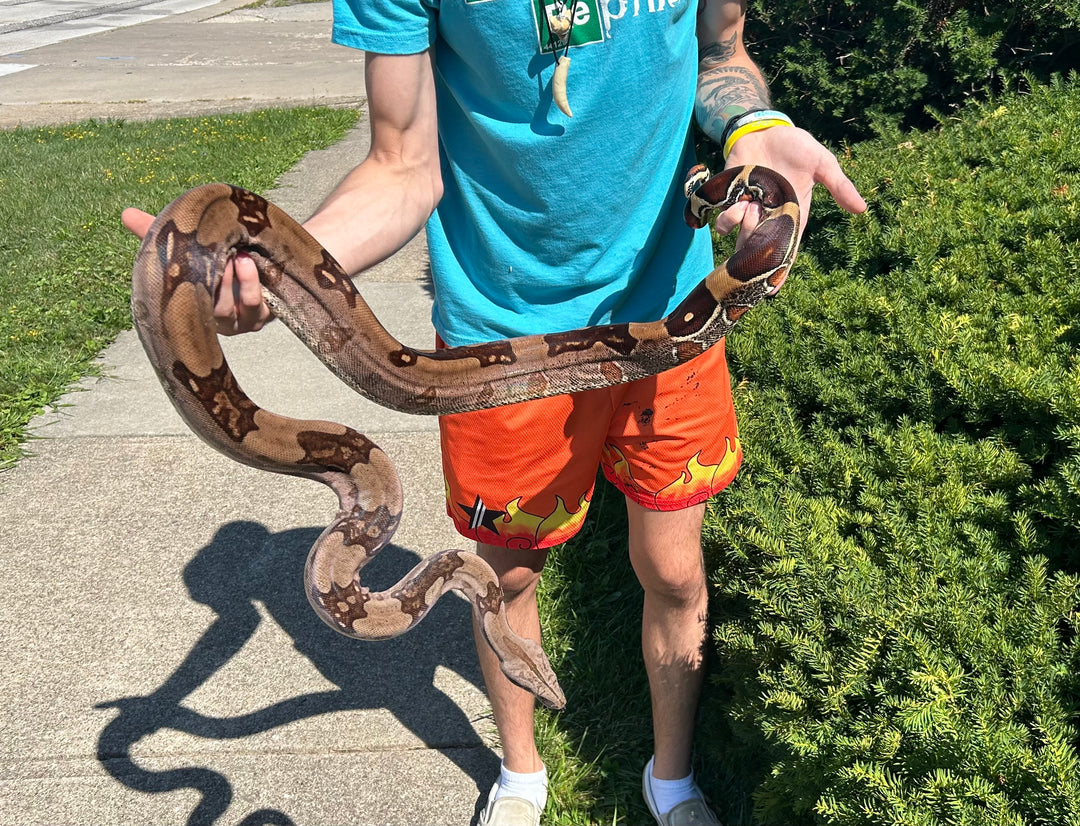 Boas – Page 4 – Scales and Tails of Ohio