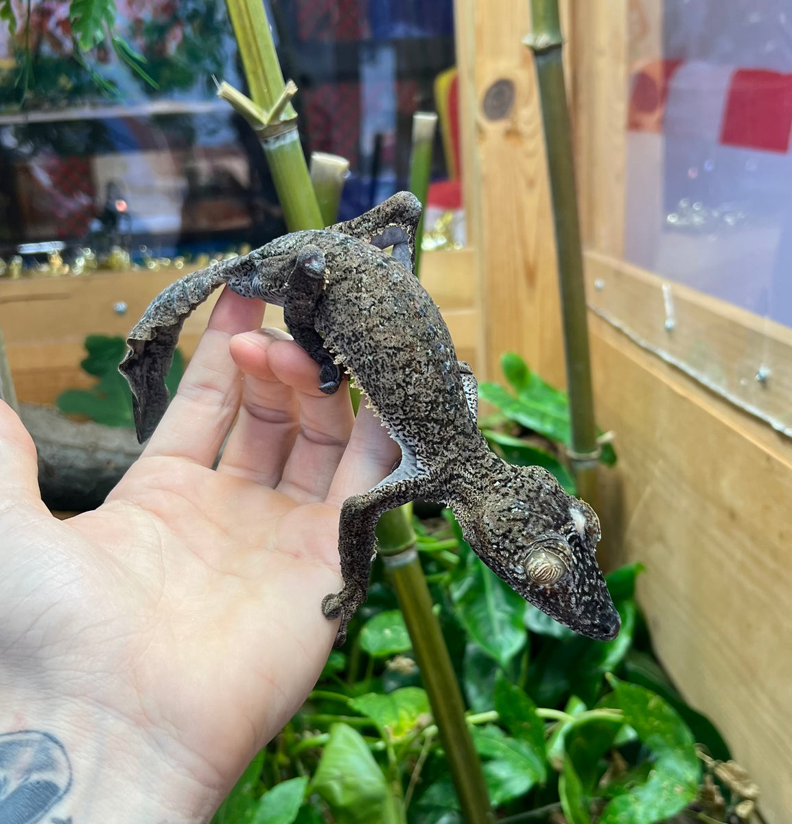 Adult Giant Leaf-tailed Gecko (1.1 Pair) – Scales and Tails of Ohio