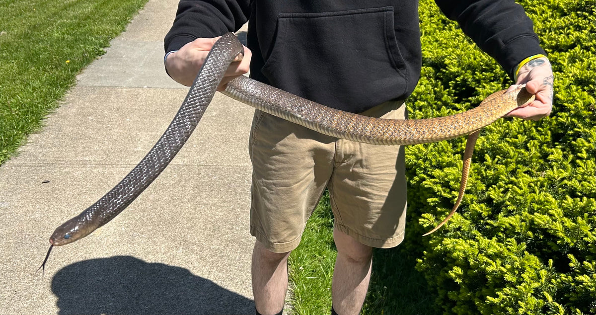 Sub-Adult Yellow-Tailed Cribo (Male 1) – Scales and Tails of Ohio