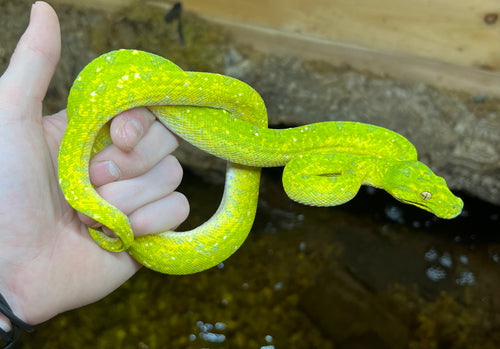 Green Tree Pythons – Scales and Tails of Ohio