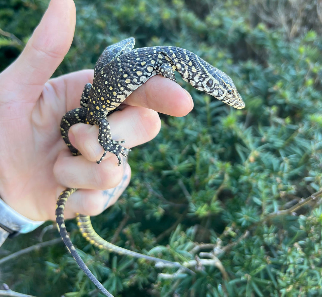 Monitors and Tegus – Page 2 – Scales and Tails of Ohio