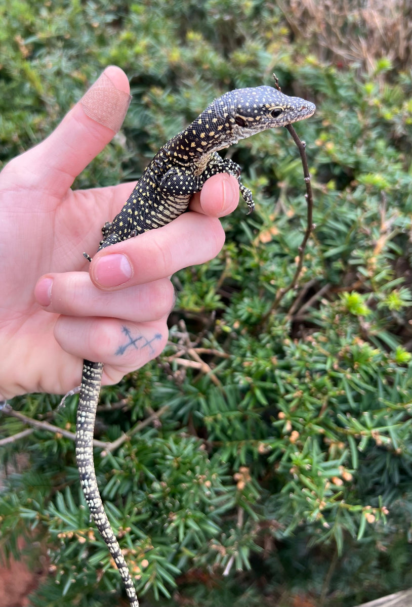 Baby Mangrove Monitor – Scales and Tails of Ohio