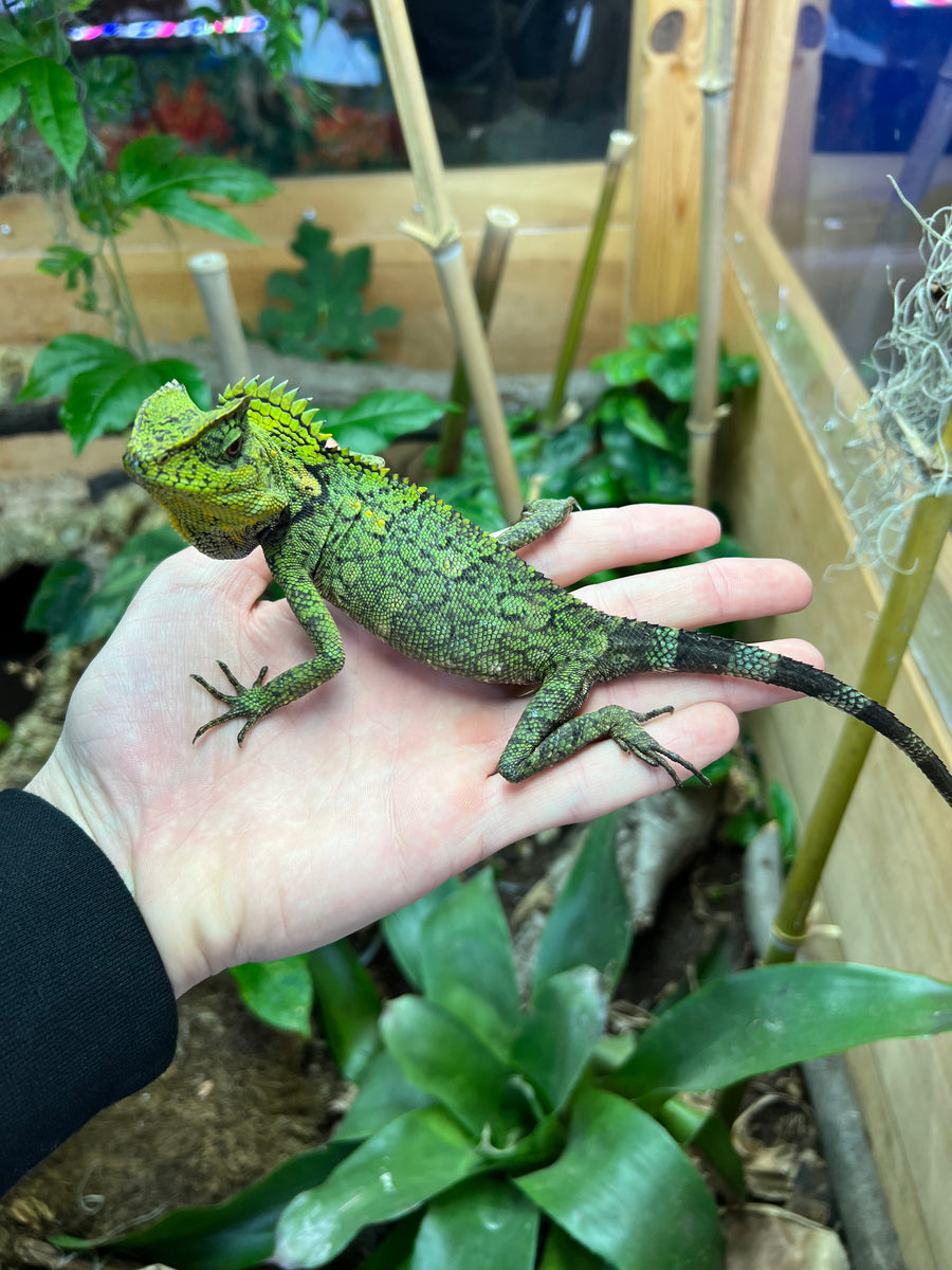 1.1 Adult Blue-Eyed Crested Dragon – Scales and Tails of Ohio