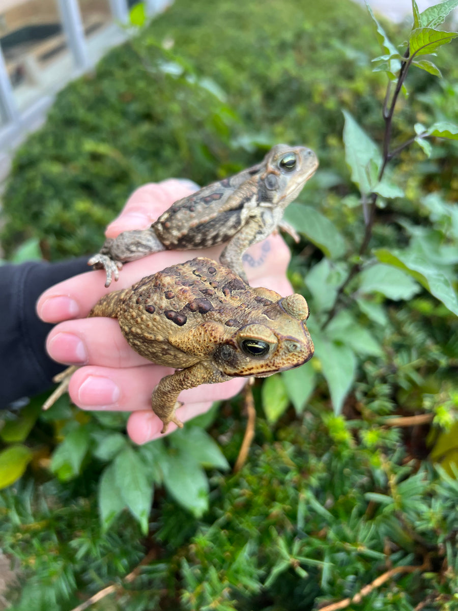Small Bufo Toad – Scales and Tails of Ohio