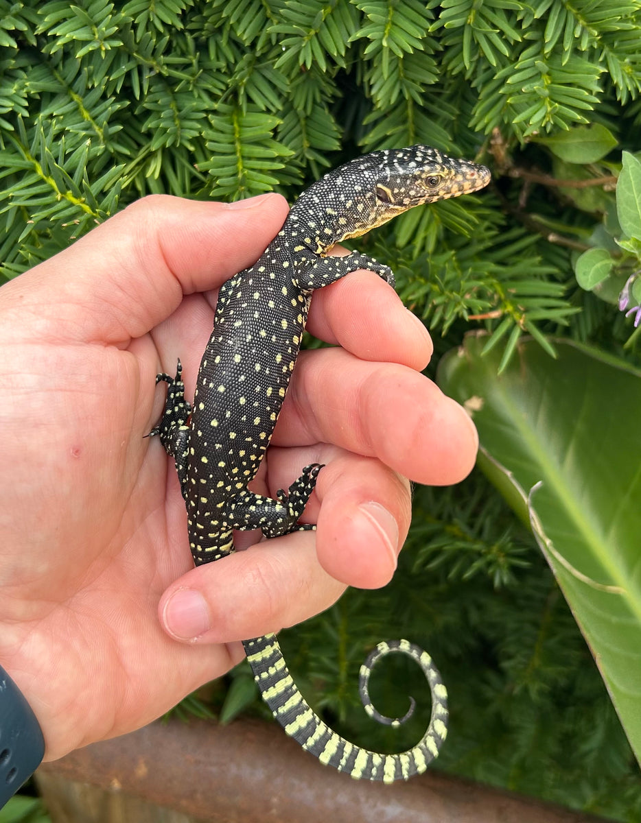 Baby Mangrove Monitor – Scales and Tails of Ohio