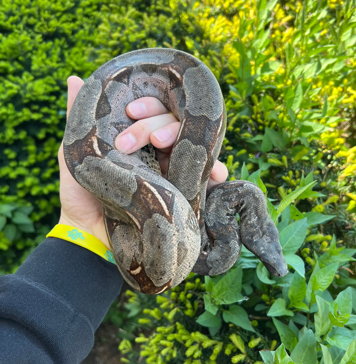 Small Guyana Boa (Female 3) – Scales and Tails of Ohio