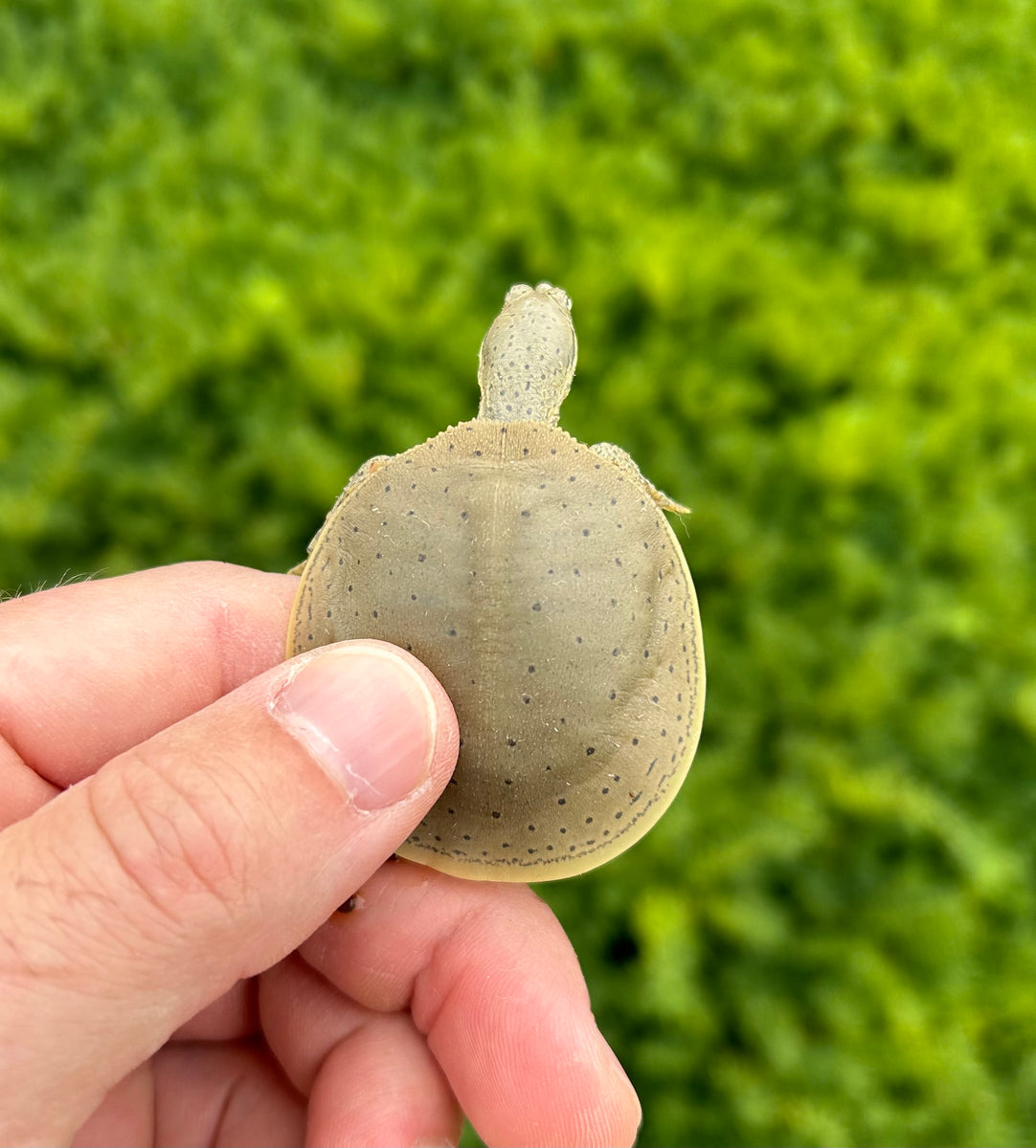 Baby Spiny Softshell Turtle – Scales and Tails of Ohio