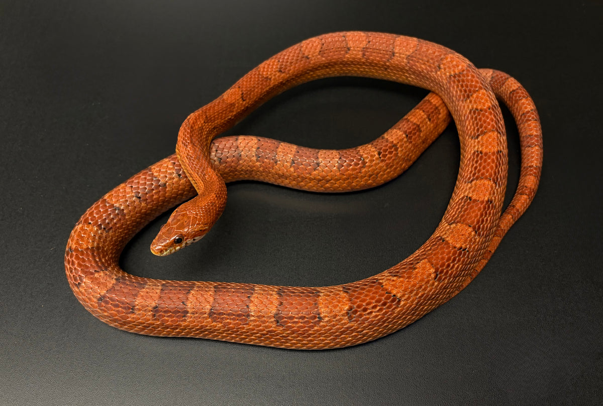 Adult Corn Snake (Male) – Scales and Tails of Ohio