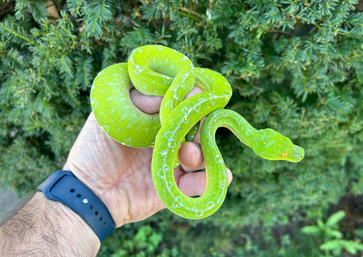 Adult Sorong Green Tree Python (Female) – Scales and Tails of Ohio