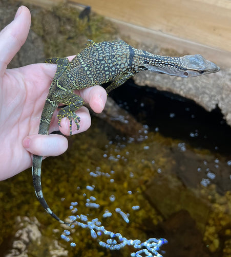 Monitors and Tegus – Scales and Tails of Ohio