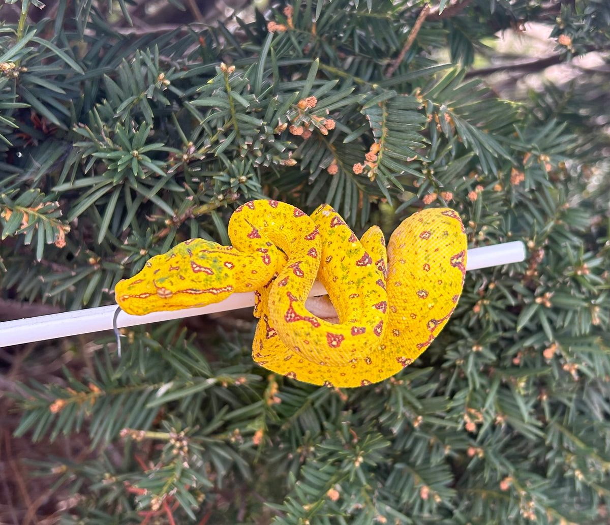 Baby Biak Green Tree Python (8) – Scales and Tails of Ohio