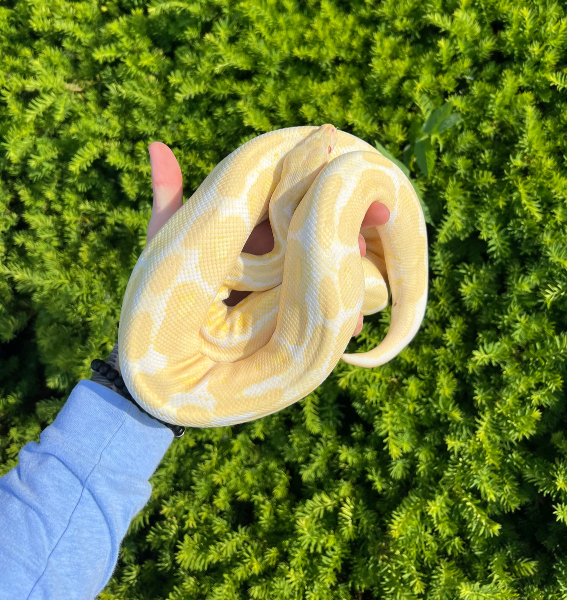 Adult Albino Ball Python (Female) – Scales and Tails of Ohio