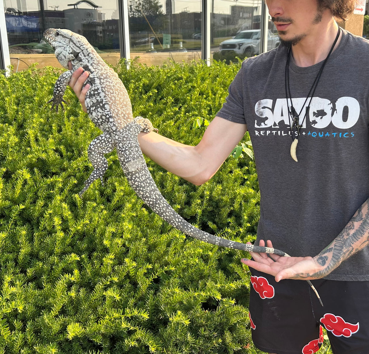 Adult Blue Tegu (Male) – Scales and Tails of Ohio