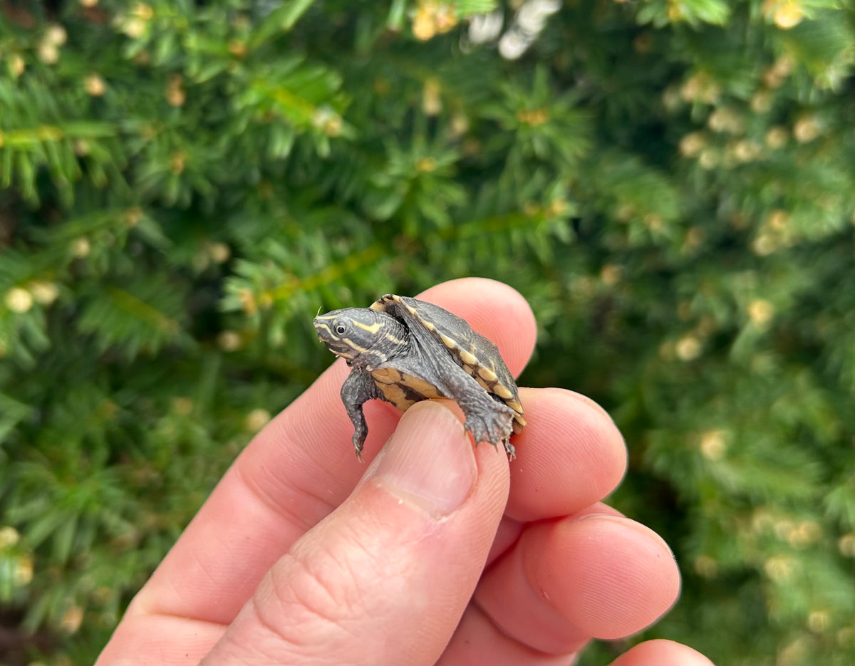 Baby Common Musk Turtle – Scales and Tails of Ohio