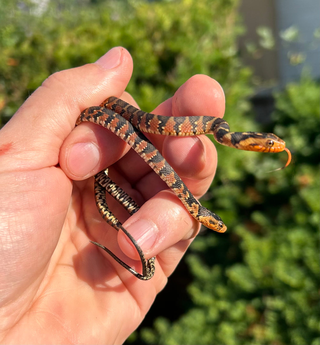 Baby Banded Water Snake – Scales and Tails of Ohio