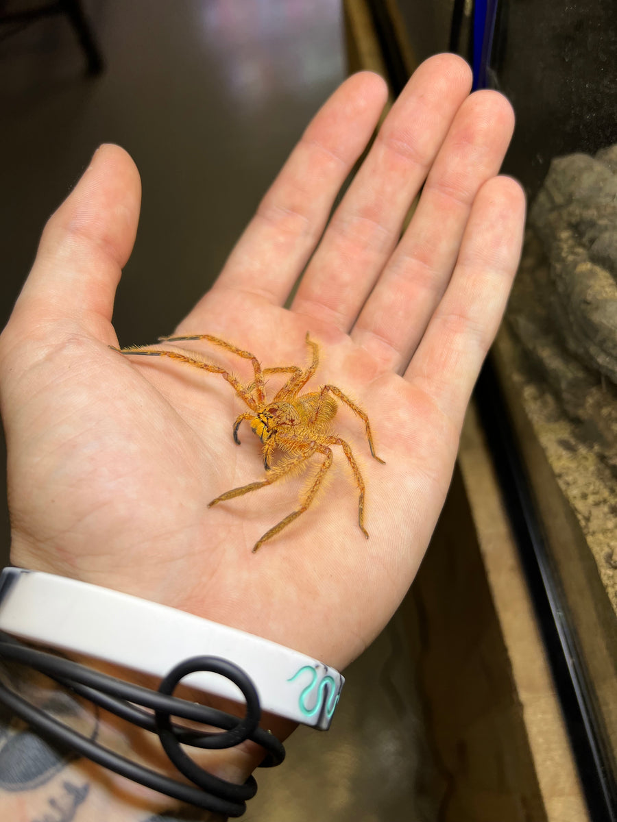 David Bowie Huntsman Spider – Scales and Tails of Ohio