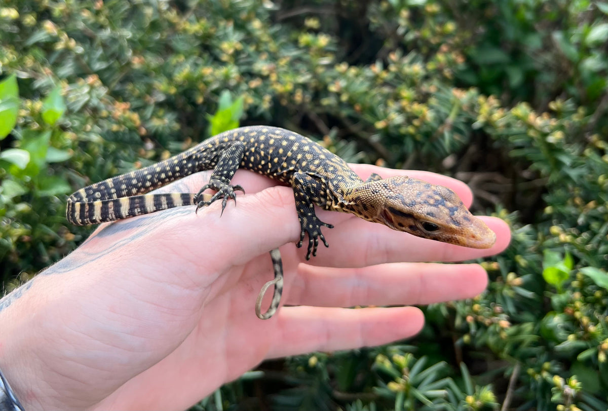 Baby Yellow Quince Monitor (1) – Scales and Tails of Ohio