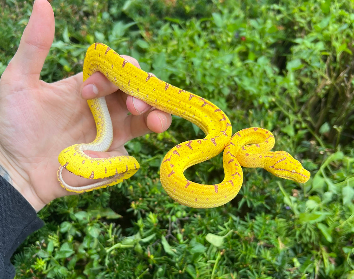 Baby Manokwari Green Tree Python (2) – Scales and Tails of Ohio