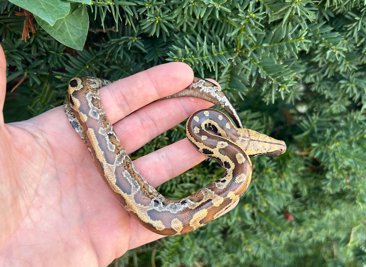 Baby Red Blood Python (Female 2) – Scales and Tails of Ohio