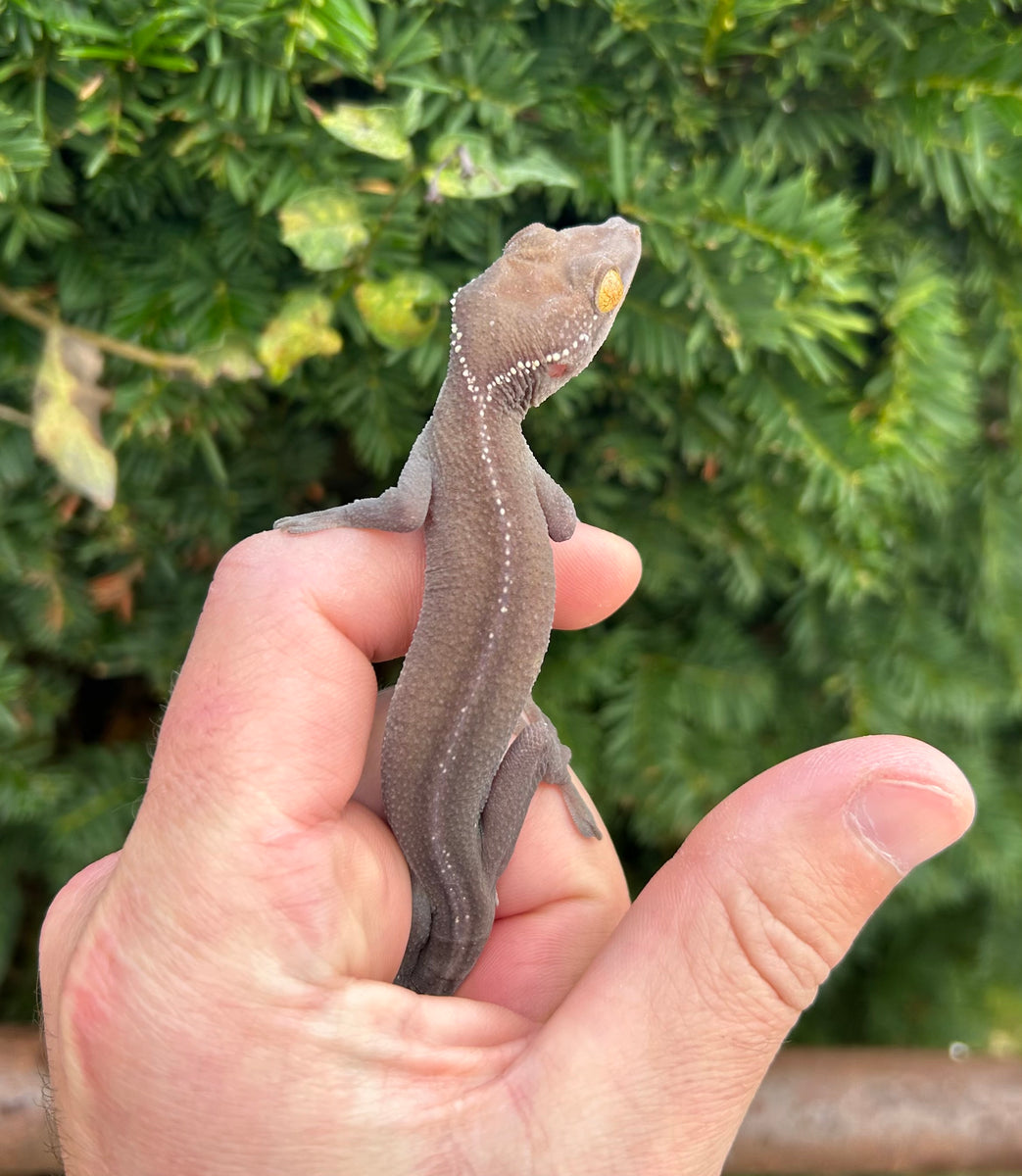 Adult White-Lined Gecko – Scales and Tails of Ohio