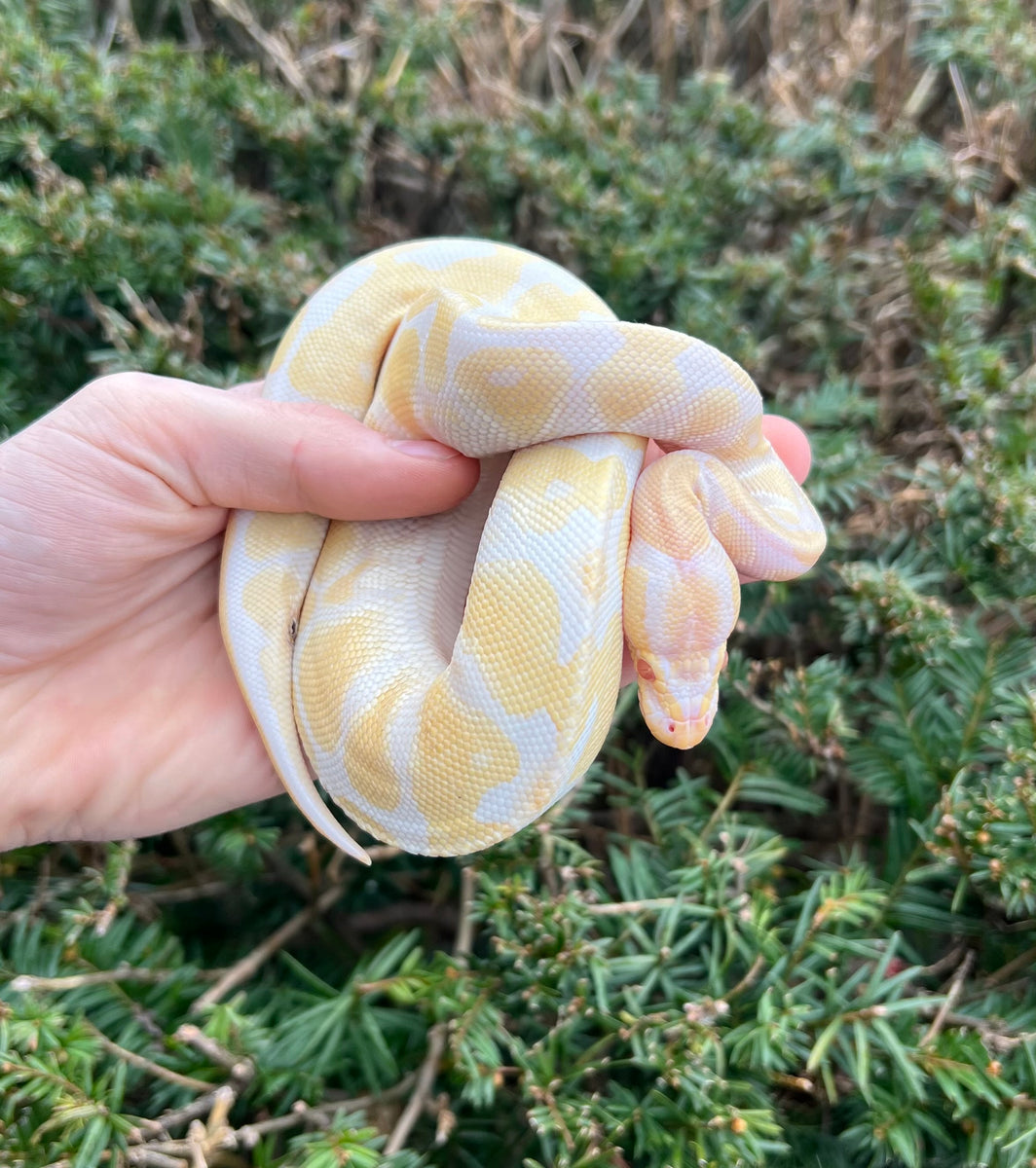 Juvenile Albino Ball Python (Male) – Scales and Tails of Ohio