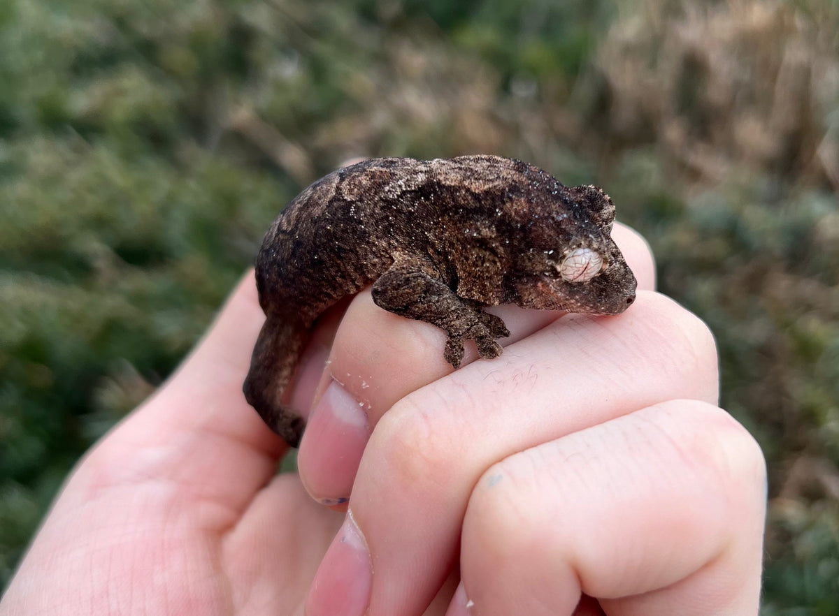 Juvenile Mainland Chahoua Gecko (4) – Scales and Tails of Ohio