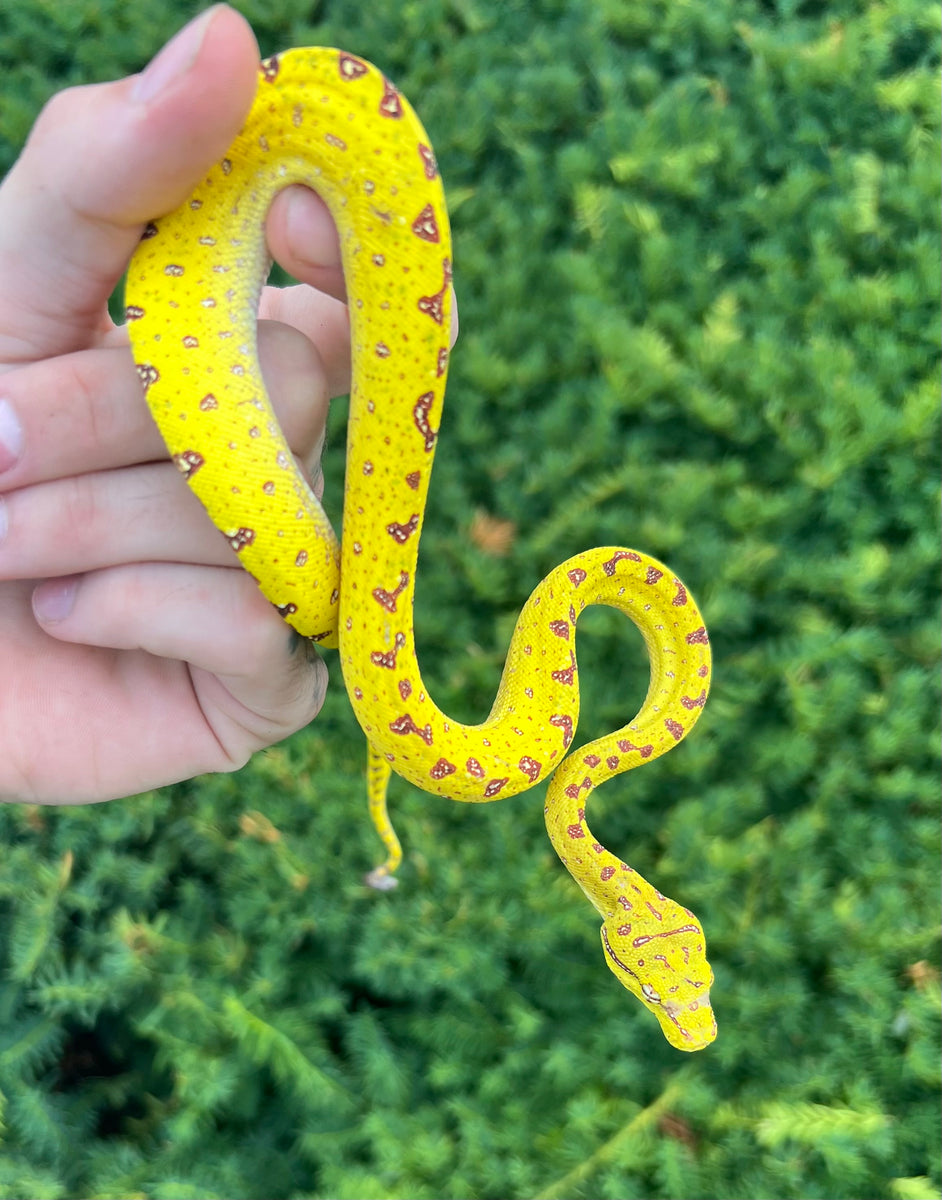 Baby Biak Green Tree Python (3) – Scales and Tails of Ohio