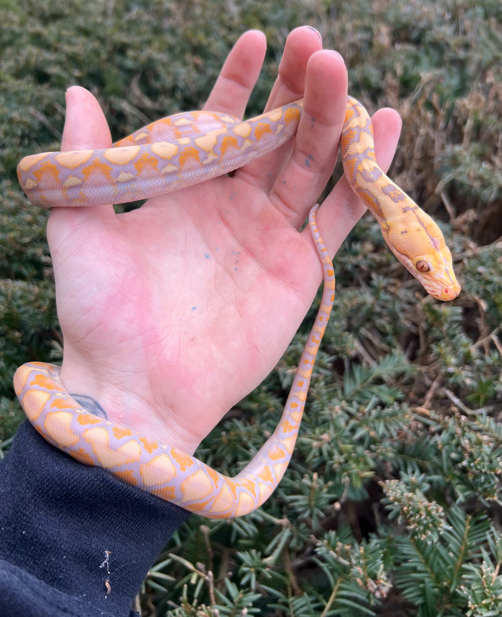 Baby Albino Reticulated Python (Male) – Scales and Tails of Ohio