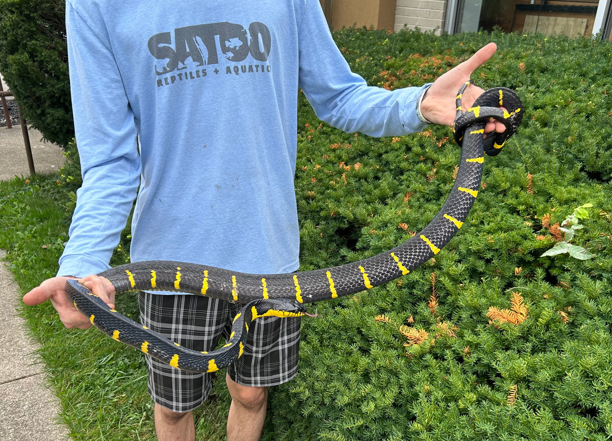 Adult XL Malaysian Mangrove Snake (Male) – Scales and Tails of Ohio