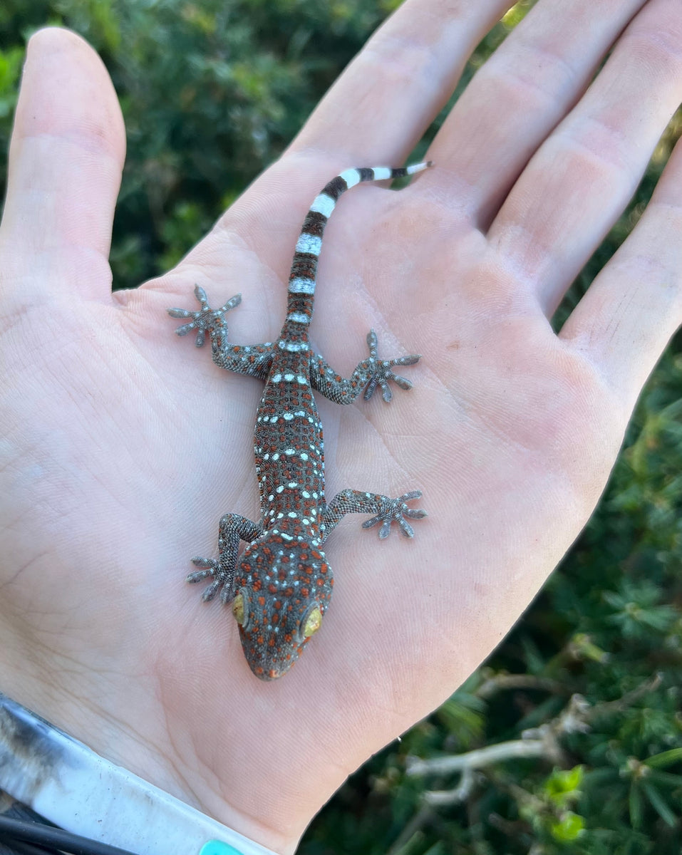 Baby Tokay Gecko – Scales and Tails of Ohio