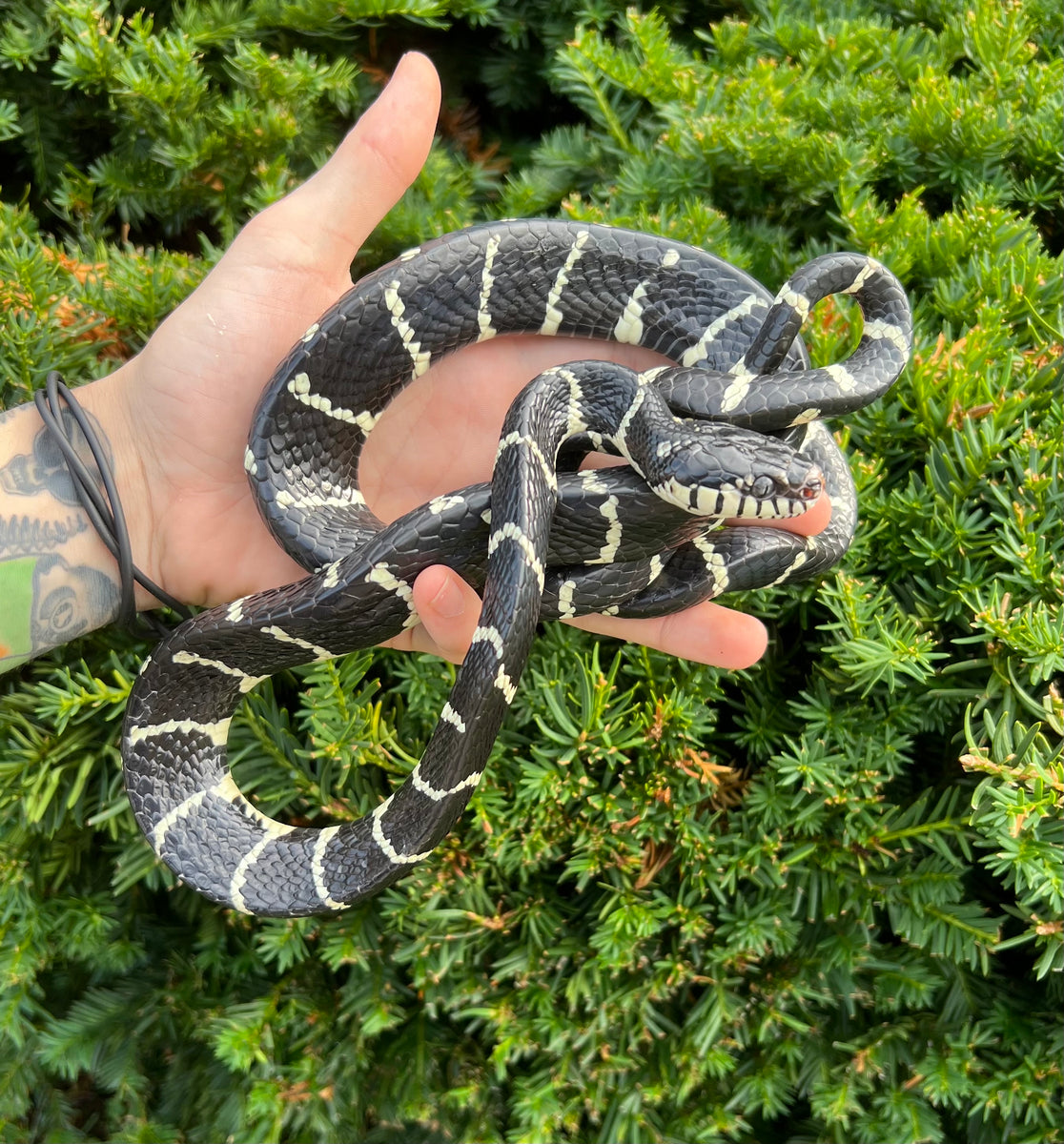 Adult Indonesian Axanthic Mangrove Snake (Male) – Scales and Tails of Ohio