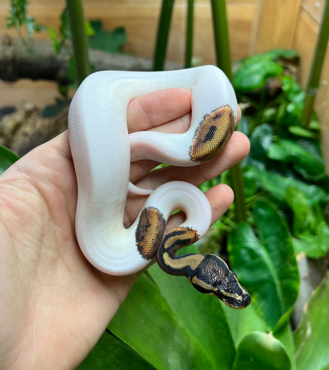 Baby ‘High-White’ Leopard Pied Ball Python (Female 1) – Scales and ...