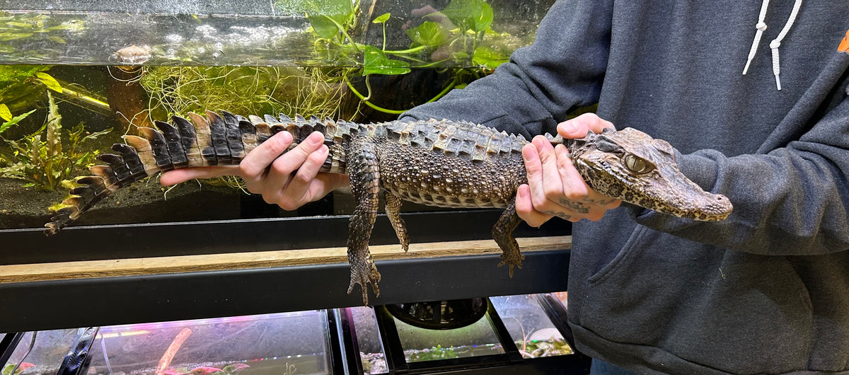 Small Smooth-Fronted Caiman (24”-30”) – Scales and Tails of Ohio