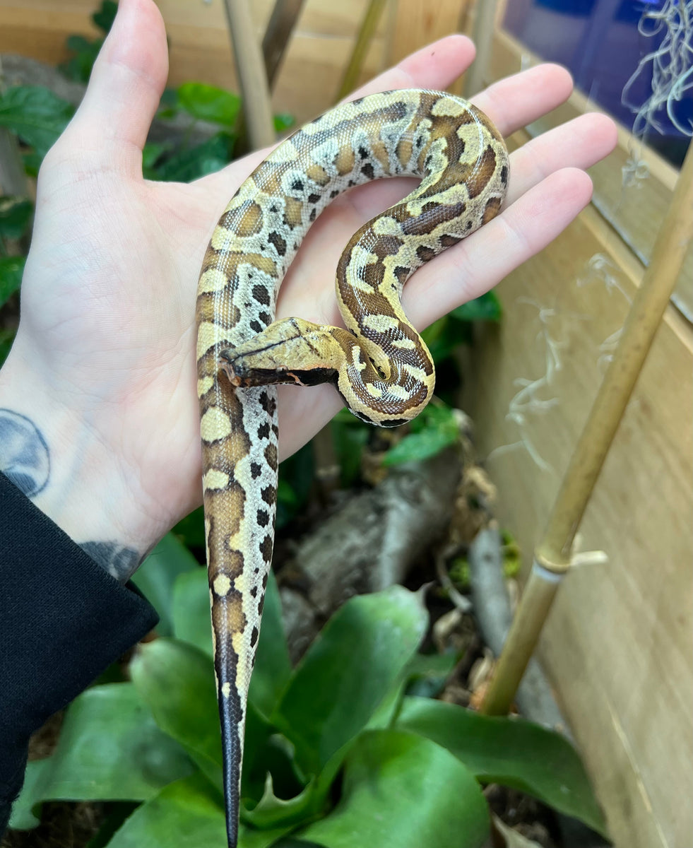 Baby Red Blood Python (Male 5) – Scales and Tails of Ohio