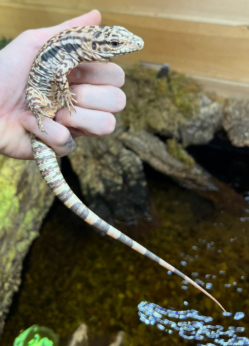 Baby Red Tegu – Scales and Tails of Ohio