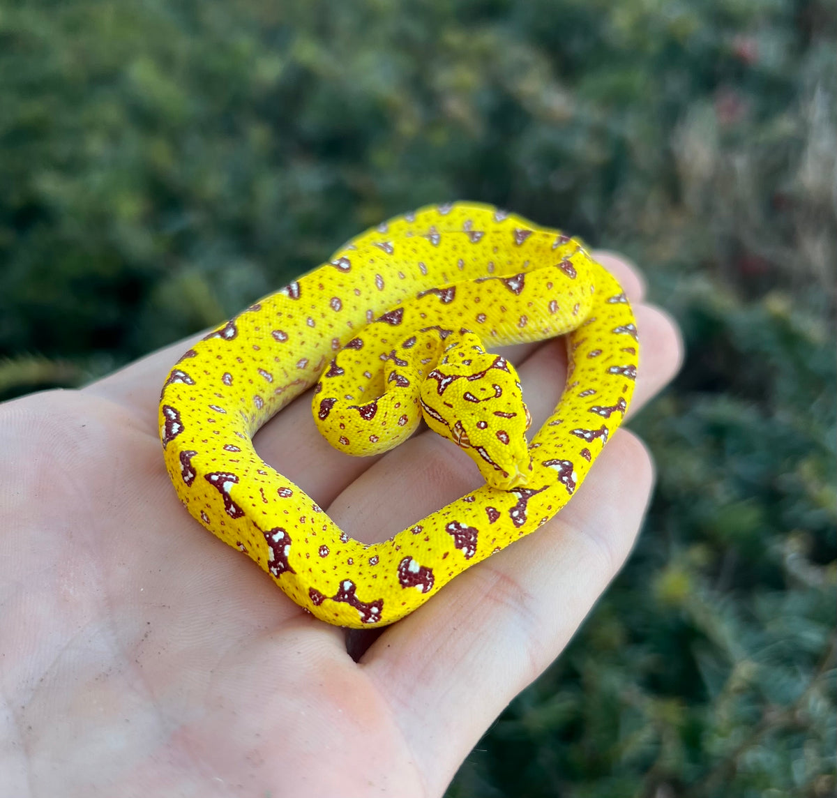 Baby Biak Green Tree Python (1) – Scales and Tails of Ohio