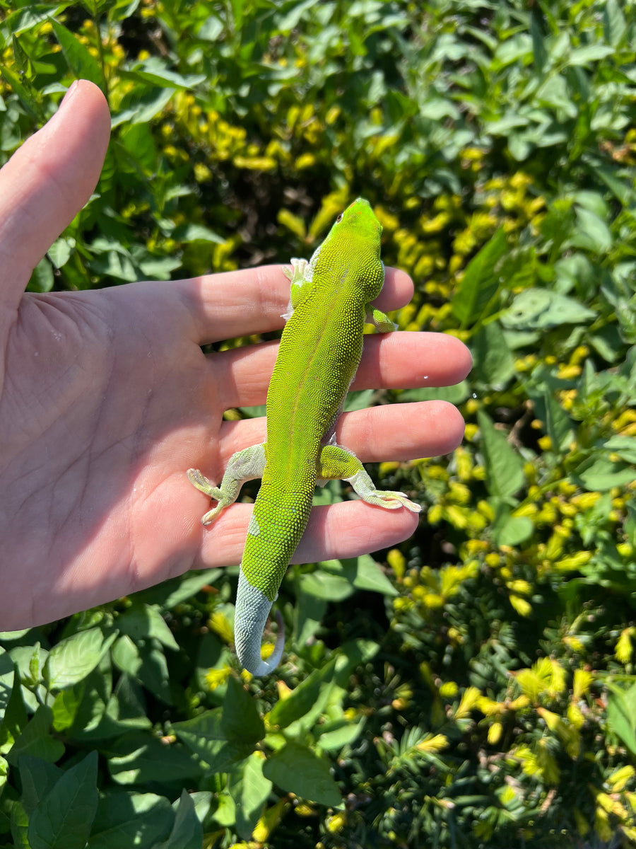 Adult Day Gecko (Female) – Scales and Tails of Ohio