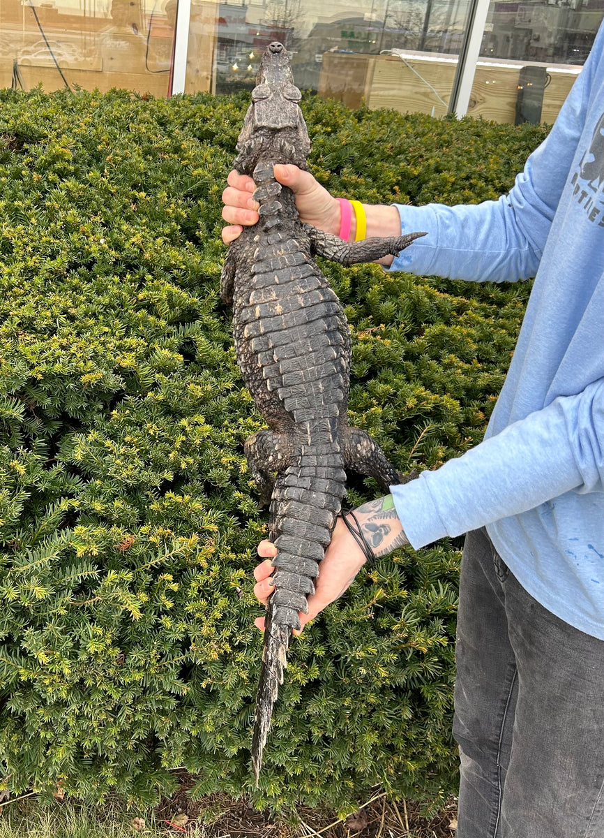 Juvenile Smooth Front Caiman – Scales and Tails of Ohio