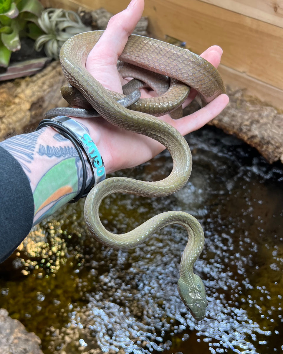 Adult XL Malaysian Black Headed Cat Snake (Male) – Scales and Tails of Ohio