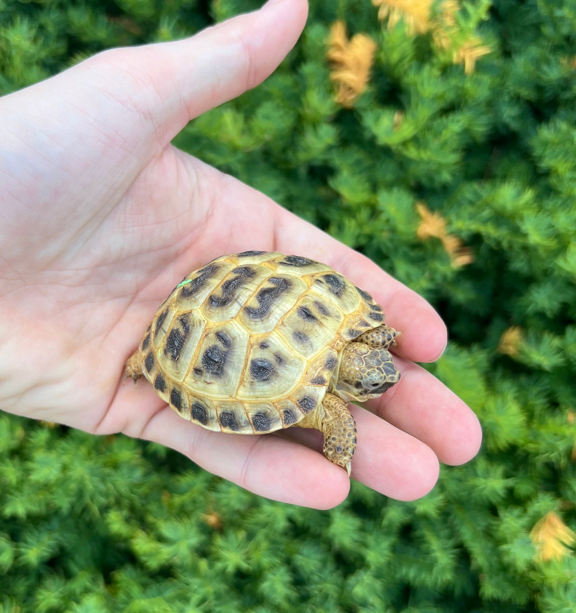 Baby Russian Tortoise (1) – Scales and Tails of Ohio