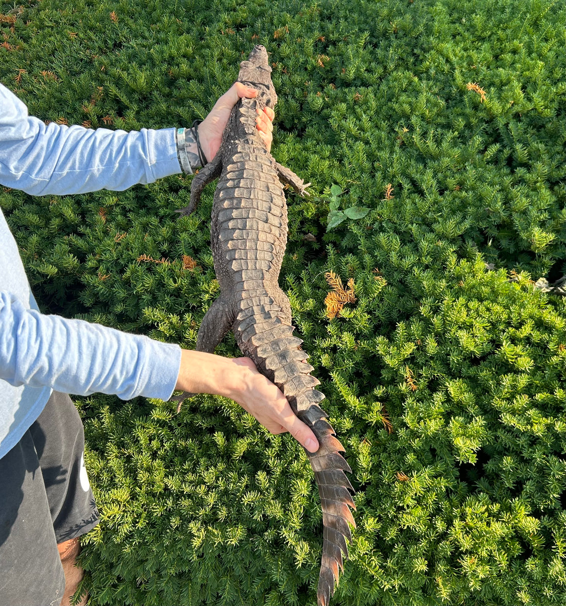 Sub-Adult Smooth-Fronted Caiman (Male) – Scales and Tails of Ohio
